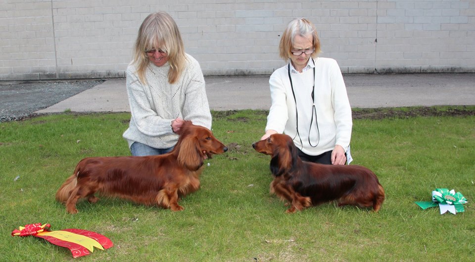 2014 – Bombadillas Kennel